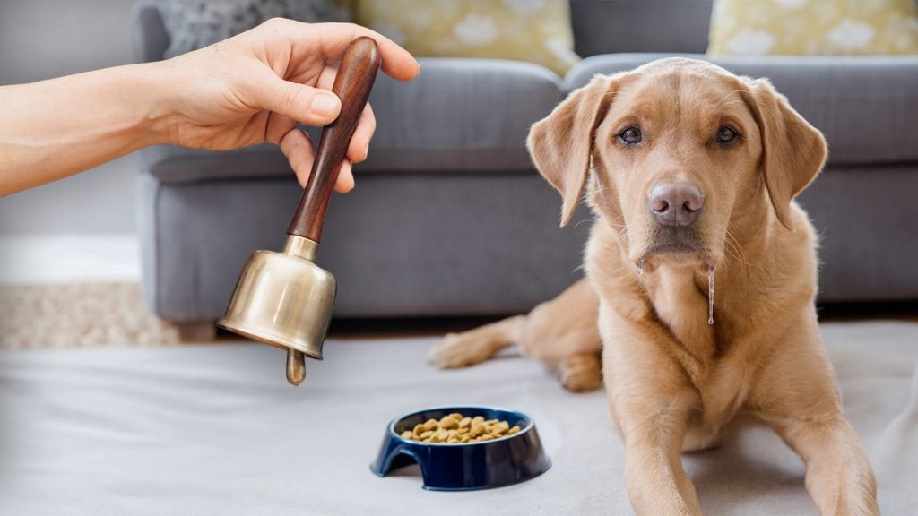 Pavlov's experiment on dogs and other studies on the conditioning of ...