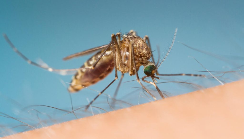 Malaria mosquito in Puglia, Anopheles sacharovi returns after 50 years ...